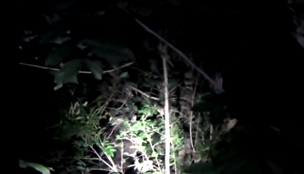 WOW Bigfoot Series Of Videos