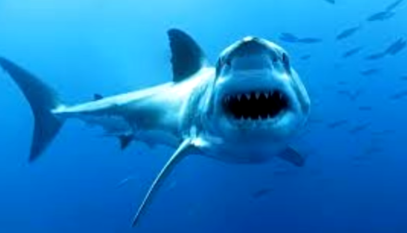 Shark Attacks Top Model