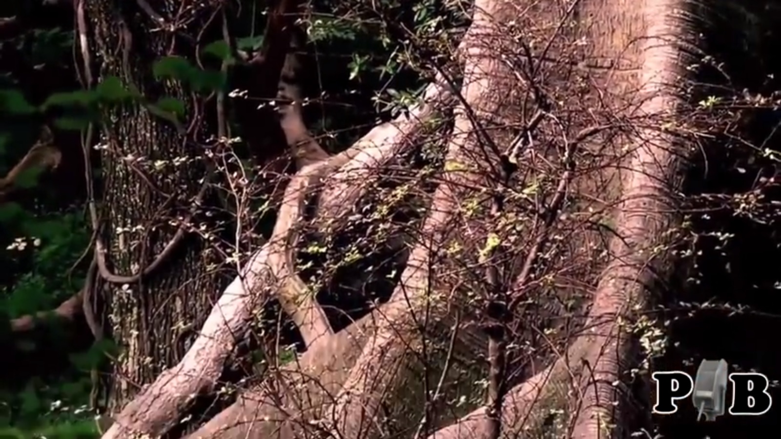 Recording Of A Creepy Unknown Animal