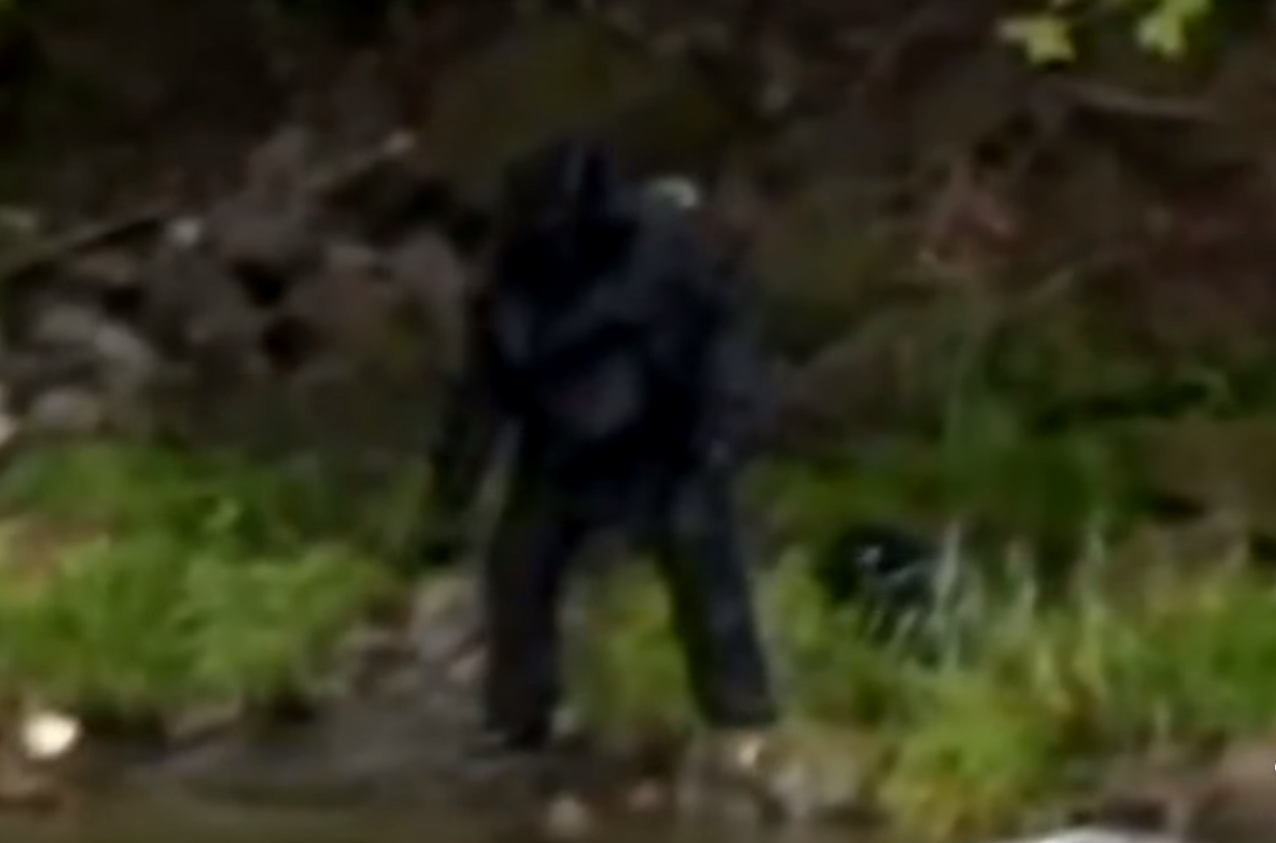 The Japanese Sasquatch Called Hibabon