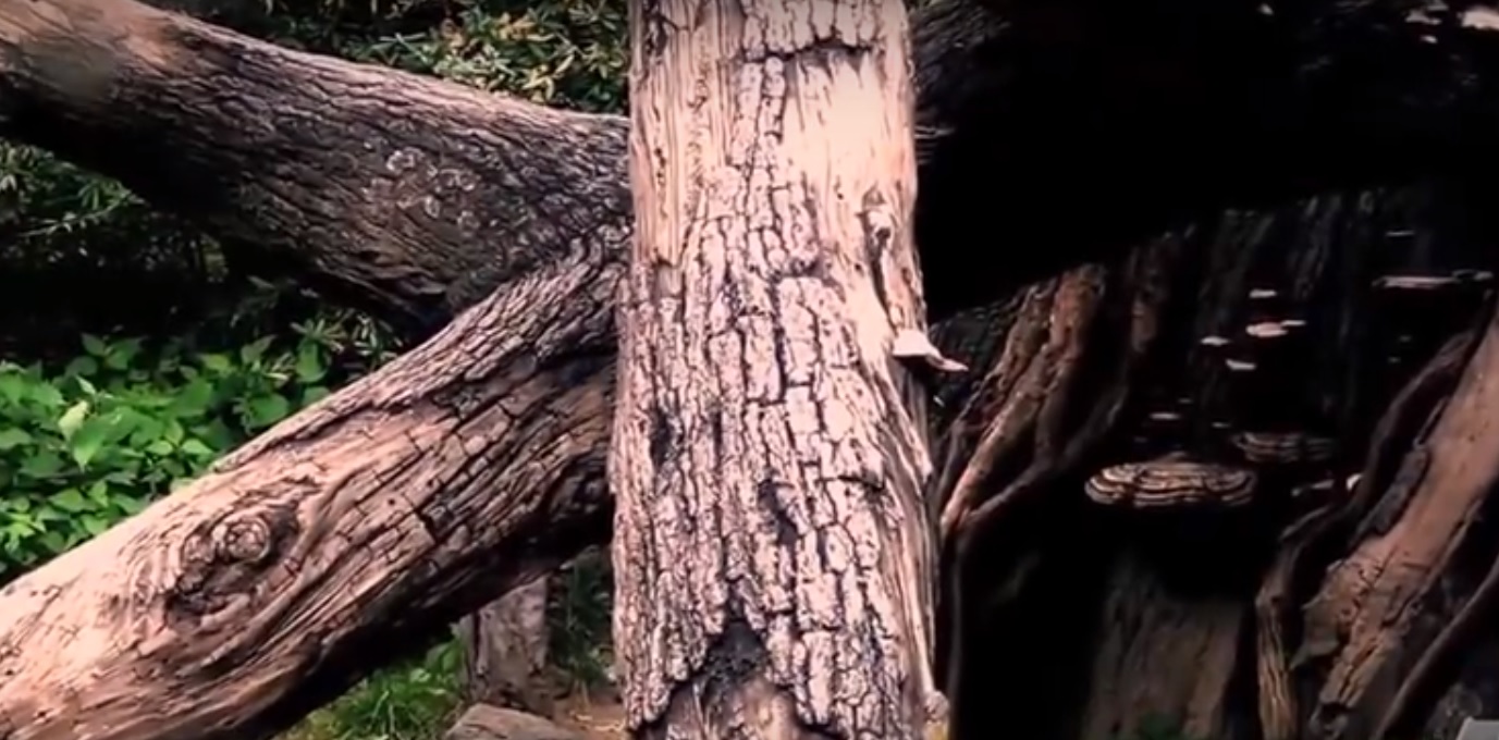 Human Like Creatures Captured On Video