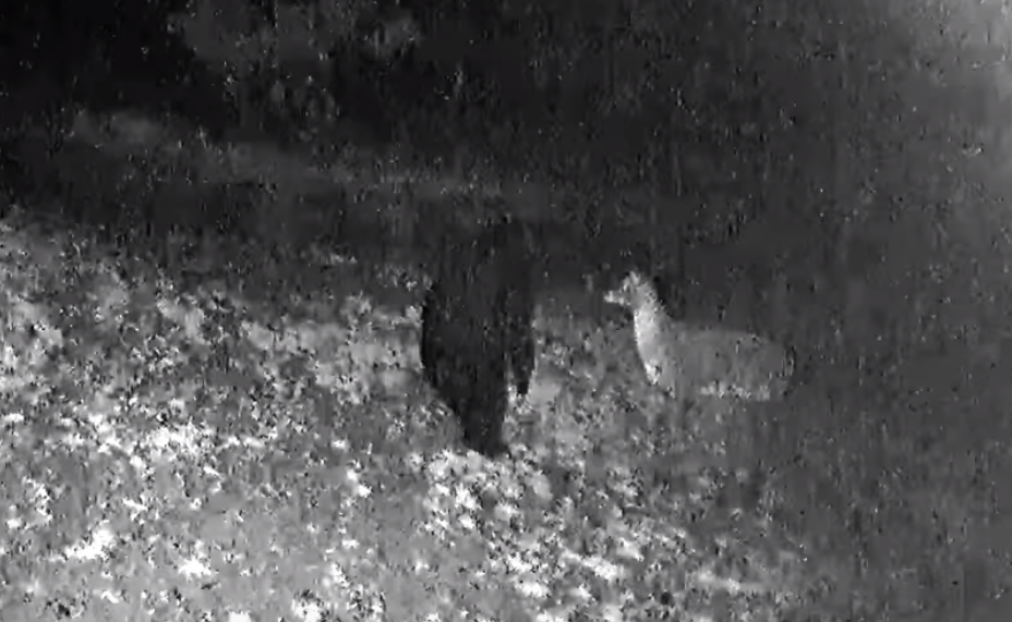 Bigfoot caught on trail cam?