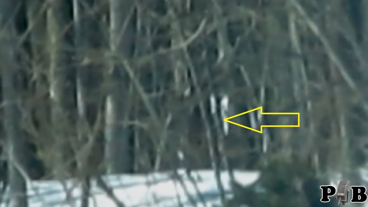 Sasquatch Walking Behind Trees