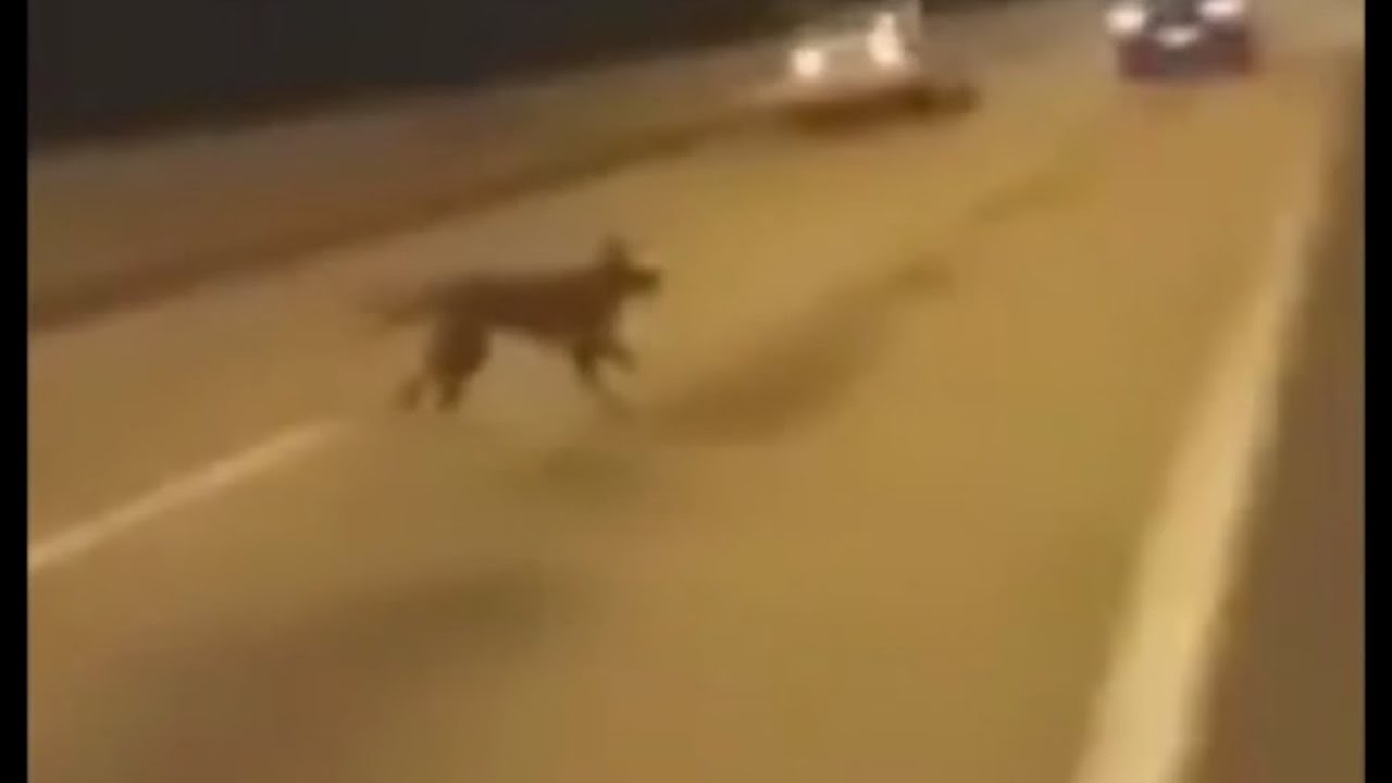 Dog Teleporting From Out Of Nowhere (Breakdown)