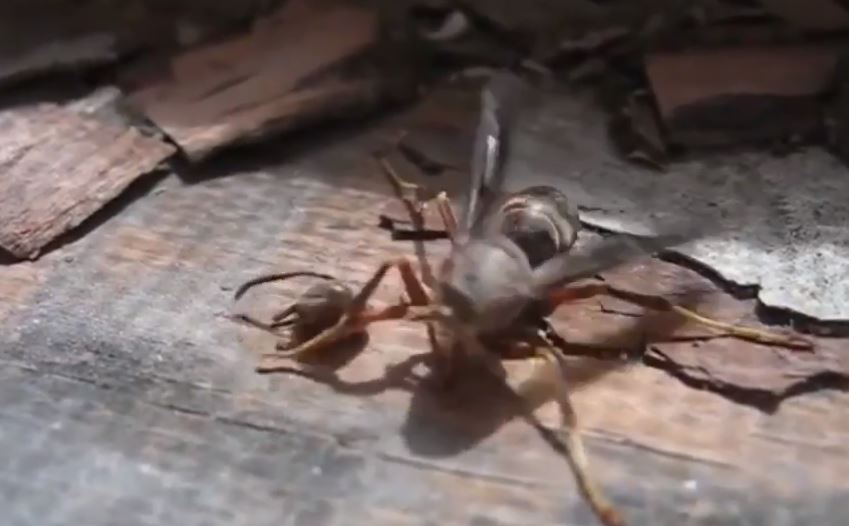 Decapitated wasp picking up its own severed head then flying away with it