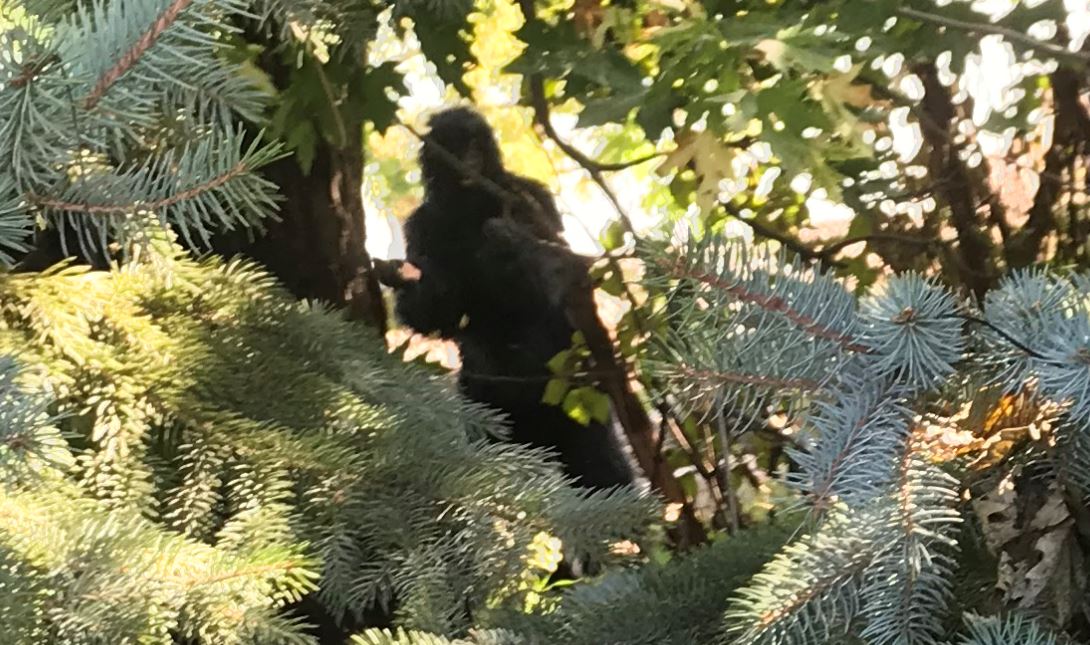 Michigan Fisherman Takes Photograph of Juvenile Bigfoot Stalking Him