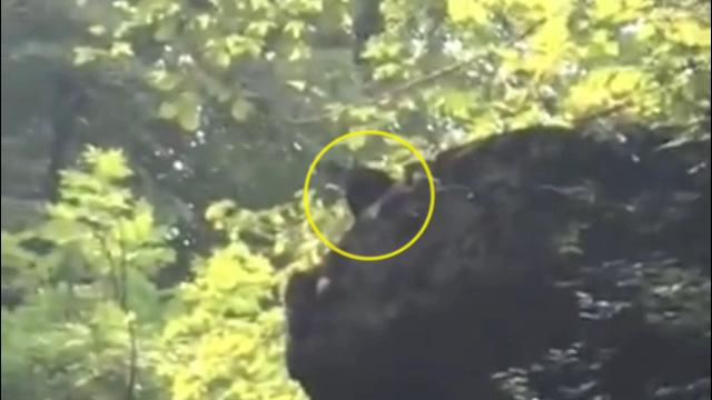Yeti spotted by swimmers near waterfall