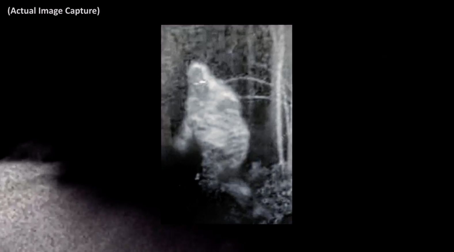 Interview of man who claims he caught Bigfoot on camera