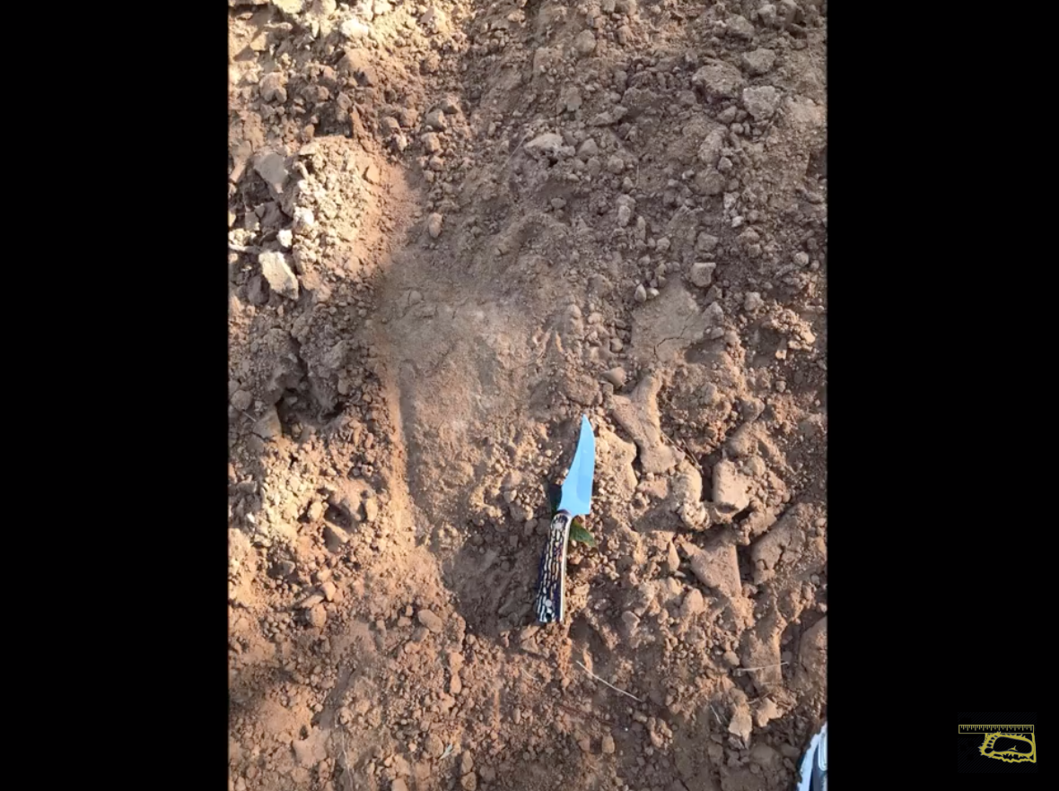 Tracks found in Honobia, OK prior to the Honobia Bigfoot Festival this year