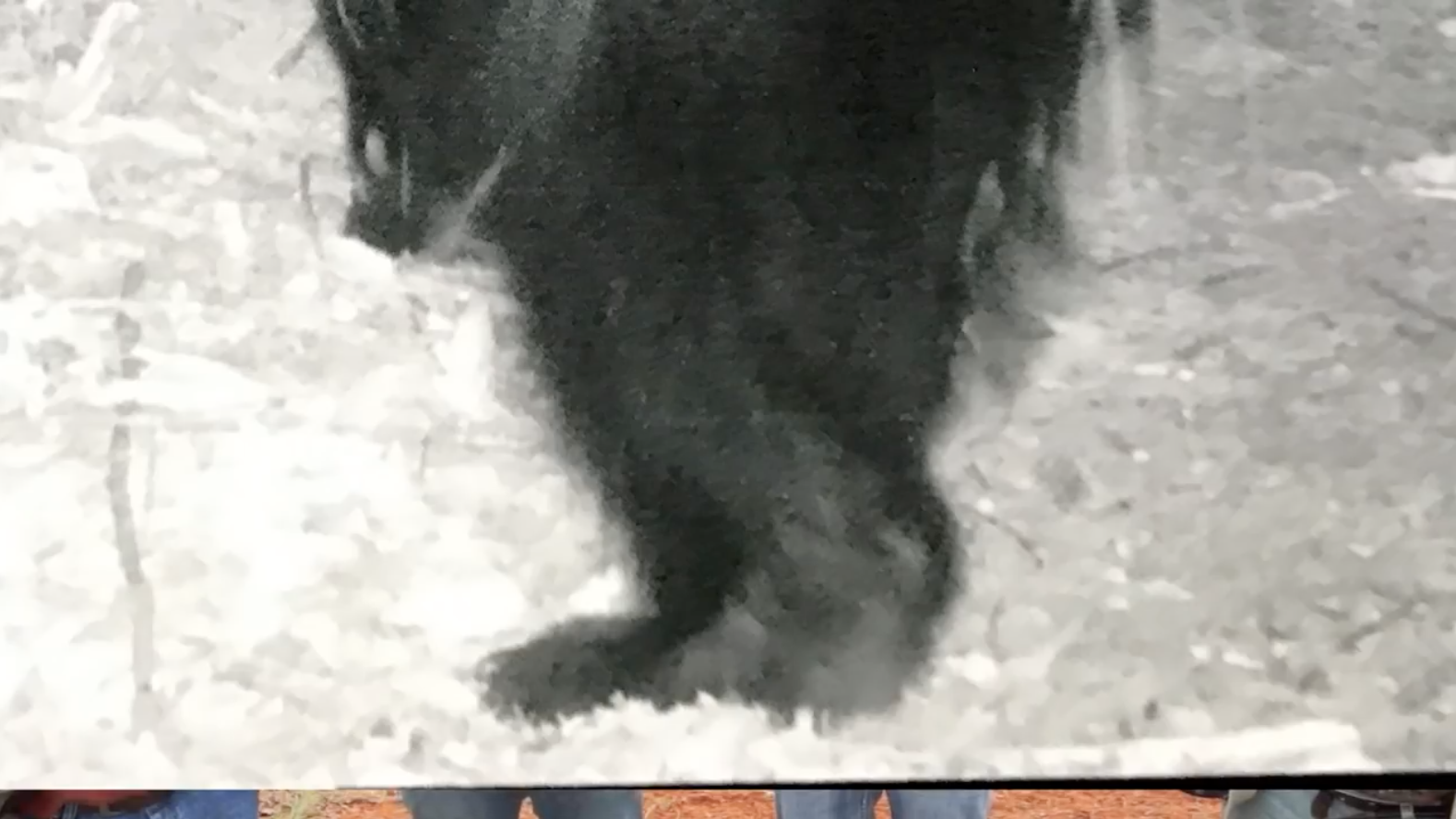 Trail camera captures good image of the backside and foot of a possible ...