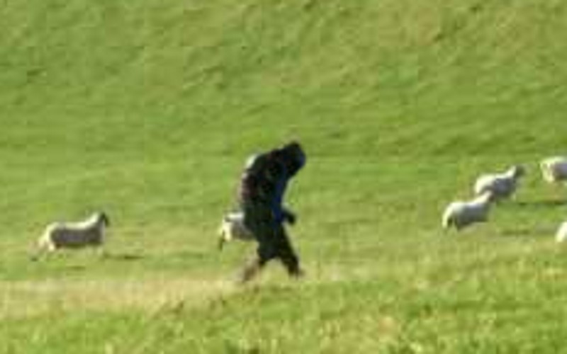 Teenagers spotted two Bigfoots chasing sheep