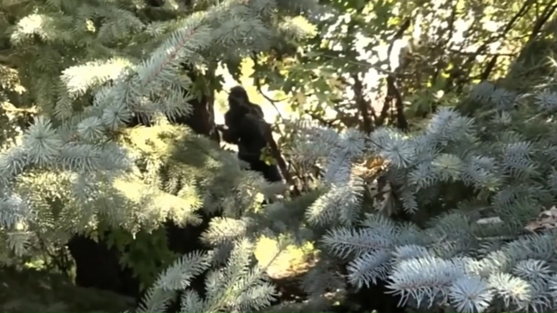 North Michigan Bigfoot Photos