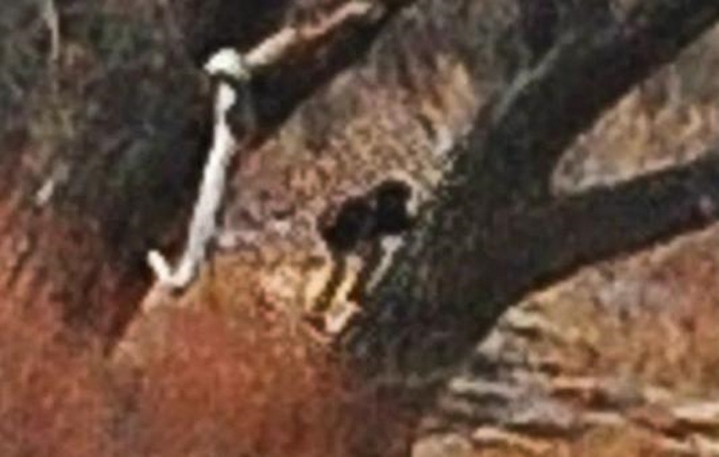 Juvenile Bigfoot Climbs Tree