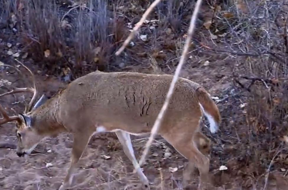 Property owner sees tall bipedal creature at dusk following deer in ...