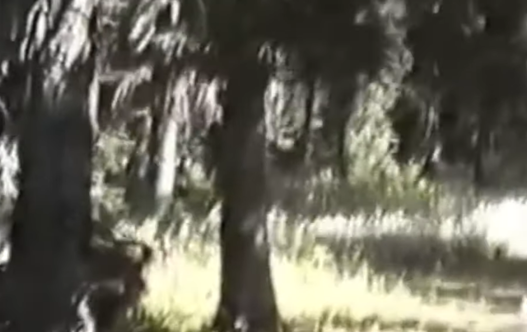 Raw Video Footage of Bigfoot from Paul Freeman